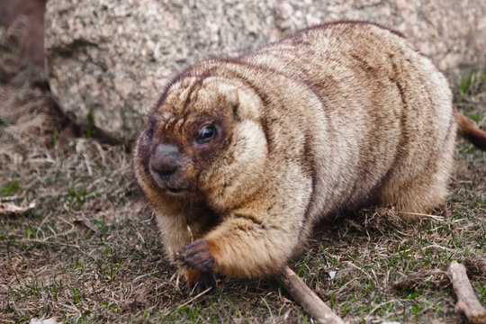รูปภาพWoodchuck – เลือกดูภาพถ่ายสต็อก เวกเตอร์ และวิดีโอ19,131 | Adobe ...