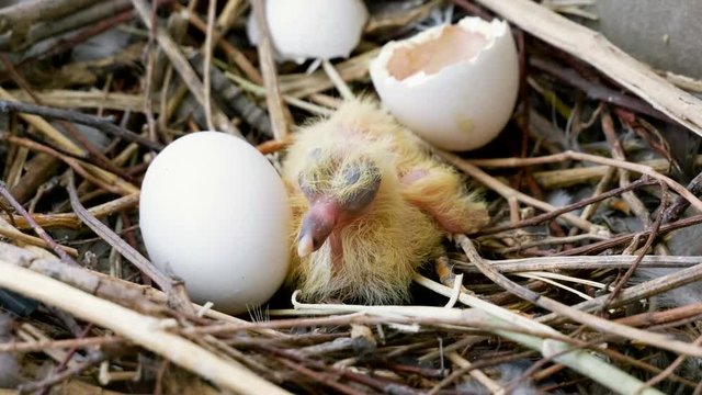 "Pigeon Nest" Bilder – Durchsuchen 96 Archivfotos, Vektorgrafiken und ...