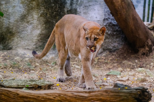 Puma-Concolor Images – Browse 41 Stock Photos, Vectors, and Video ...