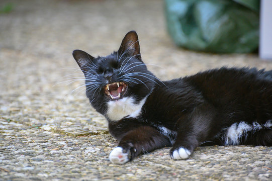 Katzengebiss-Bilder: Stock-Fotos & -Videos. | Adobe Stock