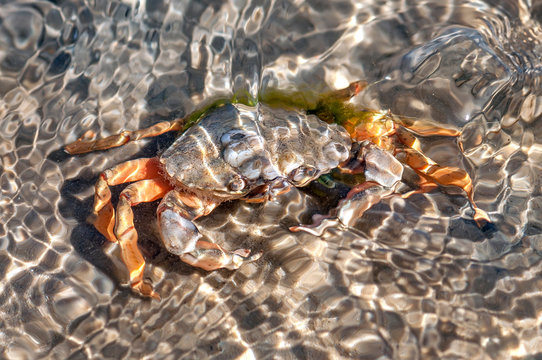 รูปภาพNordseekrebs – เลือกดูภาพถ่ายสต็อก เวกเตอร์ และวิดีโอ9 | Adobe Stock