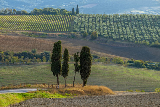 Orchia Bilder – Durchsuchen 97 Archivfotos, Vektorgrafiken und Videos ...