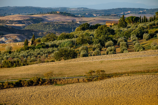 Orchia Bilder – Durchsuchen 97 Archivfotos, Vektorgrafiken und Videos ...