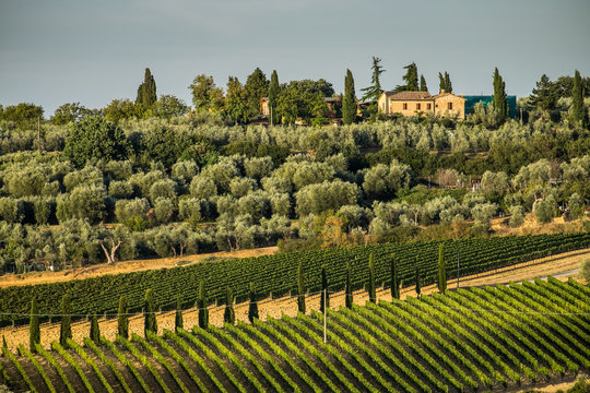 Orchia Bilder – Durchsuchen 97 Archivfotos, Vektorgrafiken und Videos ...