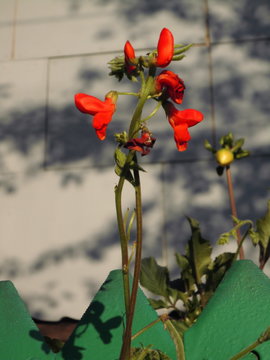 Flaur bilder – Bläddra bland 10 stockfoton, vektorer och videor | Adobe ...