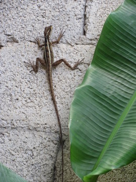 「Tolok」の写真素材 | 9件の無料イラスト画像 | Adobe Stock
