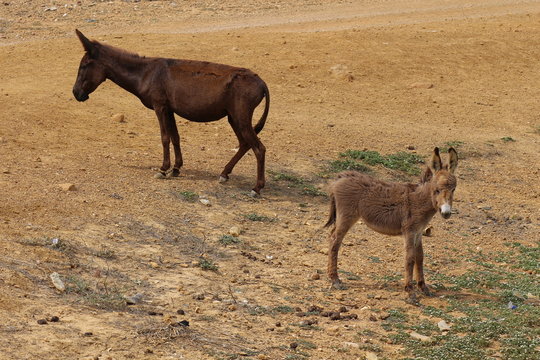 LAS 104 MEJORES IMÁGENES, FOTOS DE ARCHIVO Y VECTORES DE Burras | Adobe ...