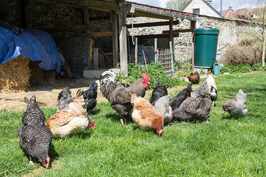 92,391 MEILLEURES Basse-Cour IMAGES, PHOTOS ET ILLUSTRATIONS ...