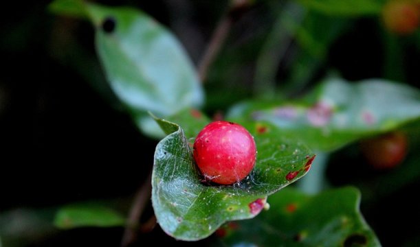 Imágenes de Galha: descubre bancos de fotos, ilustraciones, vectores y ...