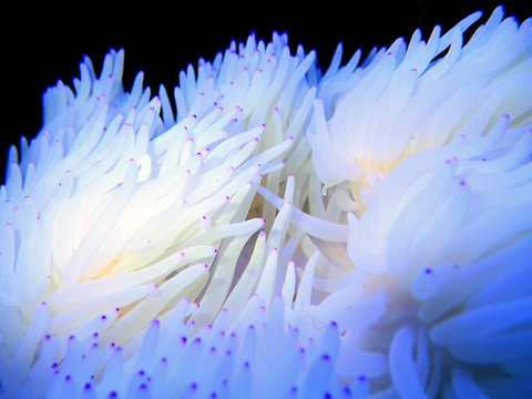 รูปภาพSebae – เลือกดูภาพถ่ายสต็อก เวกเตอร์ และวิดีโอ877 | Adobe Stock