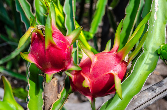 Frut Bilder – Durchsuchen 821 Archivfotos, Vektorgrafiken und Videos ...