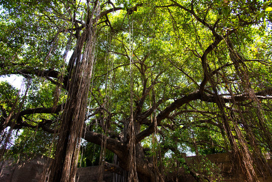 "Prop Roots" Images – Browse 240 Stock Photos, Vectors, and Video ...