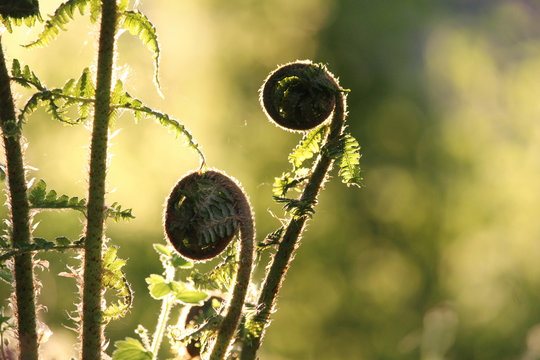 รูปภาพUnfurling – เลือกดูภาพถ่ายสต็อก เวกเตอร์ และวิดีโอ9,132 | Adobe Stock