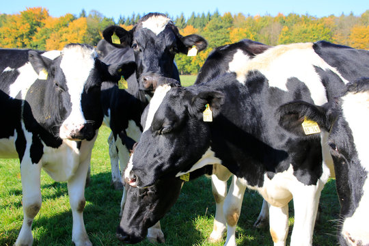 Rohmilch Bilder – Durchsuchen 3,833 Archivfotos, Vektorgrafiken und ...