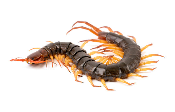 รูปภาพCentipede – เลือกดูภาพถ่ายสต็อก เวกเตอร์ และวิดีโอ18,436 | Adobe ...