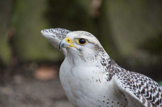 Raróg Images – Browse 20 Stock Photos, Vectors, and Video | Adobe Stock