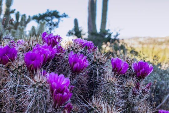Arizona Desert Flowers With Butterflies