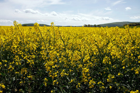 รูปภาพRapssaat – เลือกดูภาพถ่ายสต็อก เวกเตอร์ และวิดีโอ93 | Adobe Stock