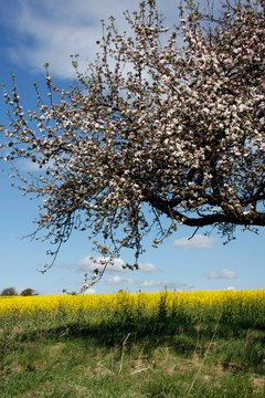 Rapssaat bilder – Bläddra bland 93 stockfoton, vektorer och videor ...