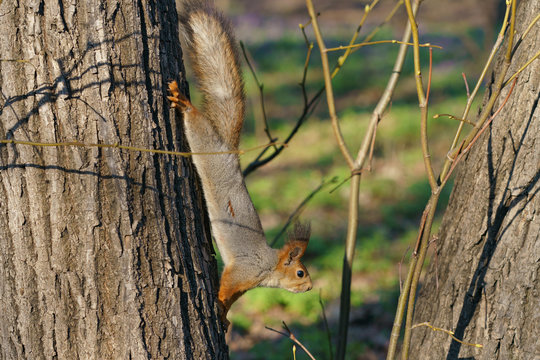 "Shin Up"-Bilder: Stock-Fotos & -Videos. | Adobe Stock