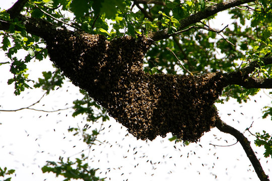 「Eichenast」の画像 - 81 件の Stock 写真、ベクターおよびビデオ | Adobe Stock