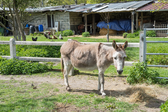 「Bourrique」の画像 - 273 件の Stock 写真、ベクターおよびビデオ | Adobe Stock