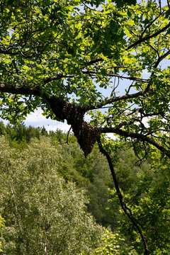 「Eichenast」の画像 - 81 件の Stock 写真、ベクターおよびビデオ | Adobe Stock