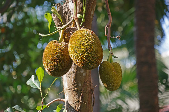 Stinkfrucht Images – Browse 92 Stock Photos, Vectors, and Video | Adobe ...