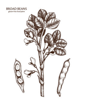 Bean Plant Drawing