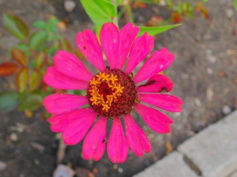 Papelillo Images – Browse 233 Stock Photos, Vectors, and Video | Adobe ...