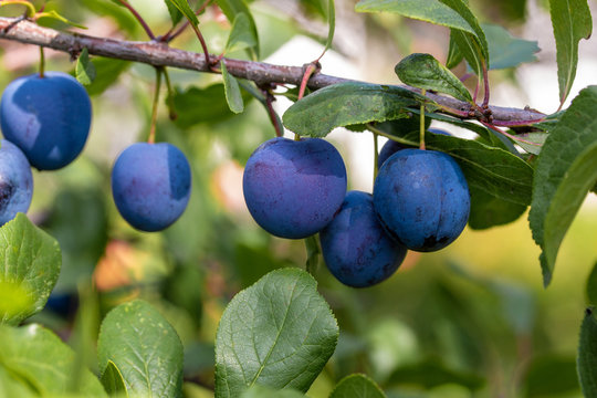 Zwetschen Bilder – Durchsuchen 12,807 Archivfotos, Vektorgrafiken und ...