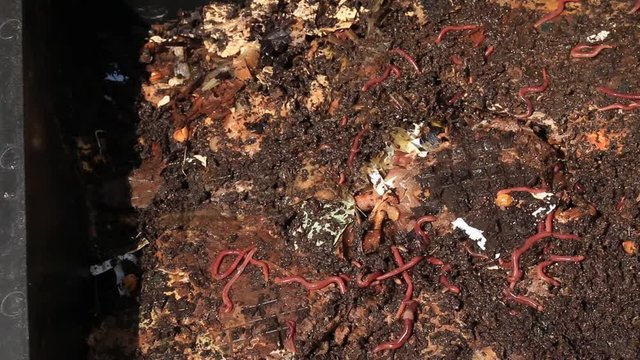 "Red Worms" Images – Browse 871 Stock Photos, Vectors, and Video ...