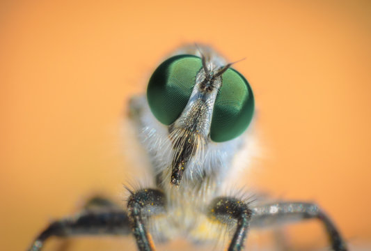 Bug Eyes Gambar – Telusuri 1,006 Foto, Vektor, dan Video Stok | Adobe Stock
