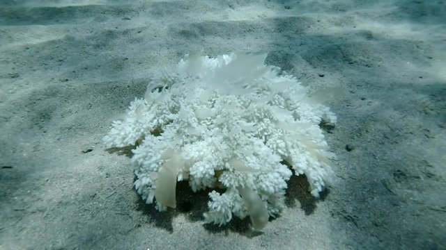 Staurozoa Images – Parcourir 116 le catalogue de photos, vecteurs et ...