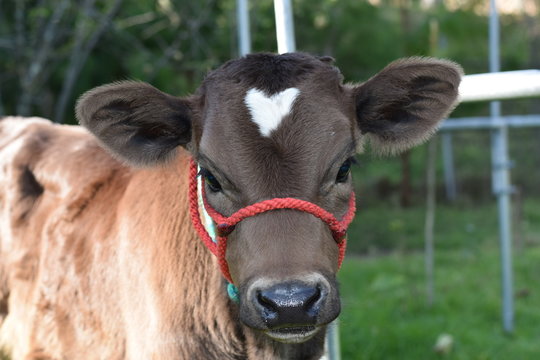 รูปภาพBecerros – เลือกดูภาพถ่ายสต็อก เวกเตอร์ และวิดีโอ112 | Adobe Stock