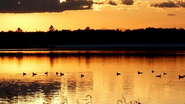 "Common Loon" Images – Browse 2,605 Stock Photos, Vectors, and Video ...