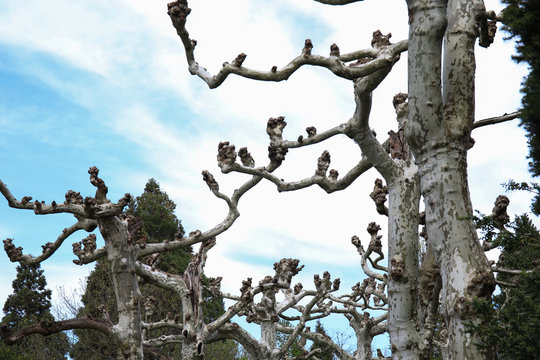 "Mammoth Tree" Images – Browse 146 Stock Photos, Vectors, and Video ...