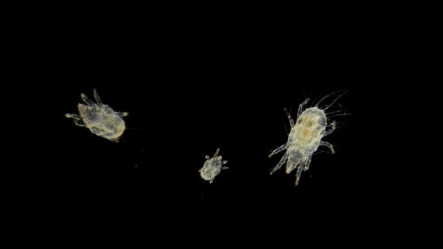 "Stratiolaelaps Scimitus" Images – Browse 139 Stock Photos, Vectors ...