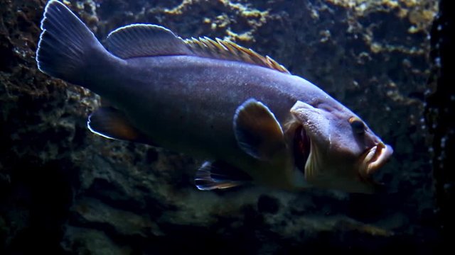 Jewfish Bilder – Durchsuchen 250 Archivfotos, Vektorgrafiken und Videos ...