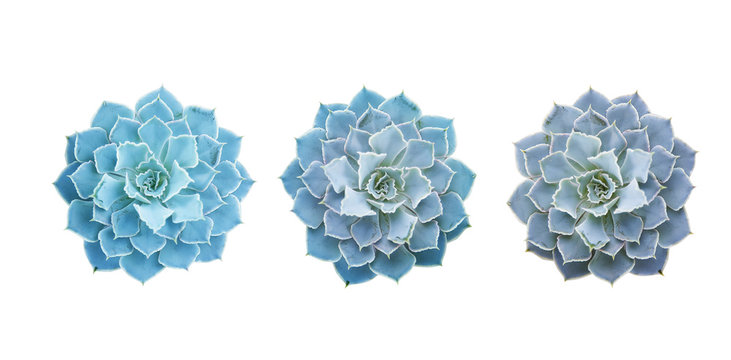 Watercolor Succulent Frame Images – Browse 15,105 Stock Photos, Vectors ...