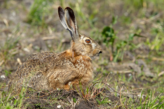 Lagomorphe Images – Parcourir 4,848 le catalogue de photos, vecteurs et ...