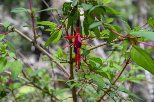 「Aljaba」の写真素材 | 17件の無料イラスト画像 | Adobe Stock