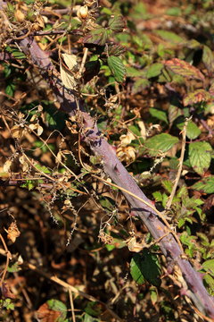 รูปภาพDornenstrauch – เลือกดูภาพถ่ายสต็อก เวกเตอร์ และวิดีโอ112 | Adobe ...