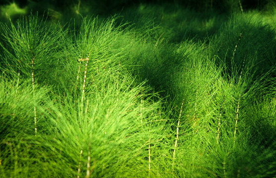 Imagens de Arthrophyta – Explore Fotografias do Stock, Vetores e Vídeos ...