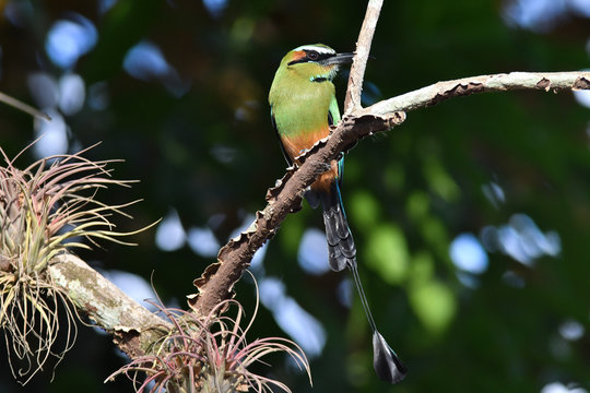 Torogoz Images – Browse 294 Stock Photos, Vectors, and Video | Adobe Stock