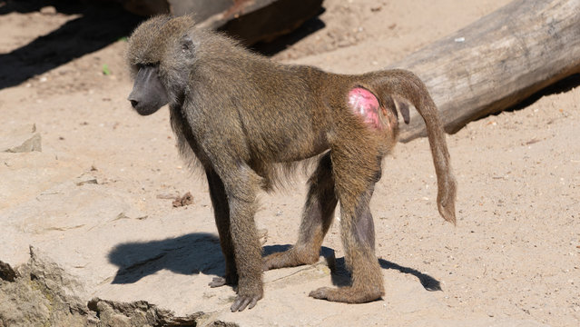 Pawian Bilder – Durchsuchen 249 Archivfotos, Vektorgrafiken und Videos ...