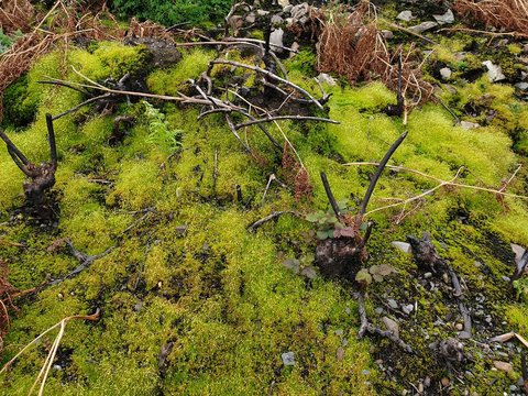 DIE 11,250 BESTEN BILDER, STOCK-FOTOS UND -VEKTORGRAFIKEN ZU „Mosse ...