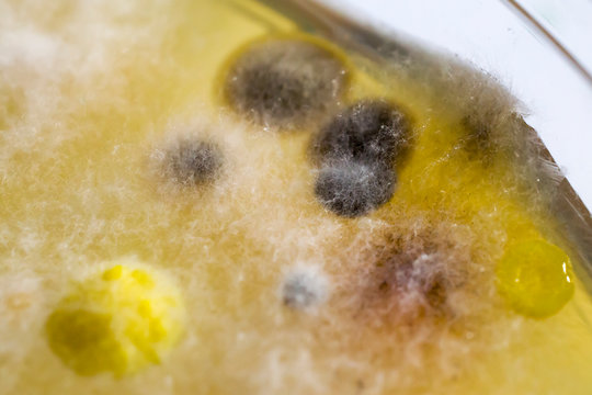 รูปภาพMicrococcus – เลือกดูภาพถ่ายสต็อก เวกเตอร์ และวิดีโอ793 | Adobe Stock