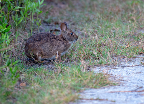 "Marsh Rabbit" Images – Browse 214 Stock Photos, Vectors, and Video ...