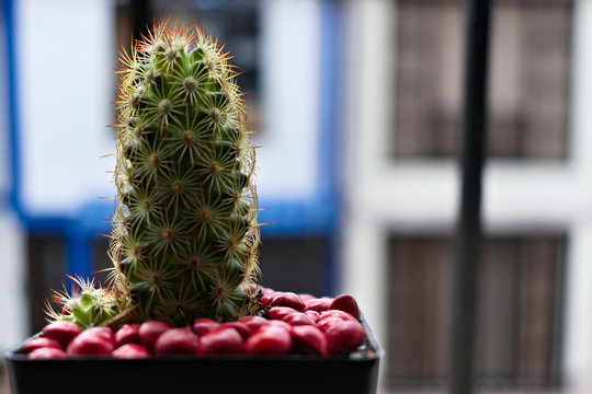 Kactus Images – Browse 34 Stock Photos, Vectors, and Video | Adobe Stock